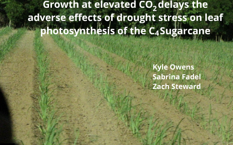 Effects of Elevated CO2 and drought on c4 plants by Kyle Owens on Prezi