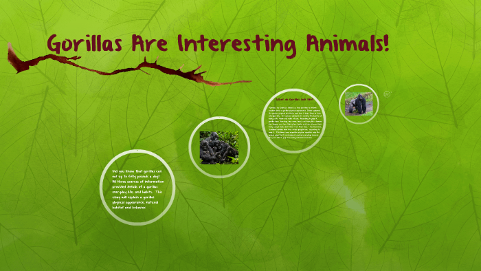 Why Are Gorillas Interesting Animals? by Maria Mockler on Prezi