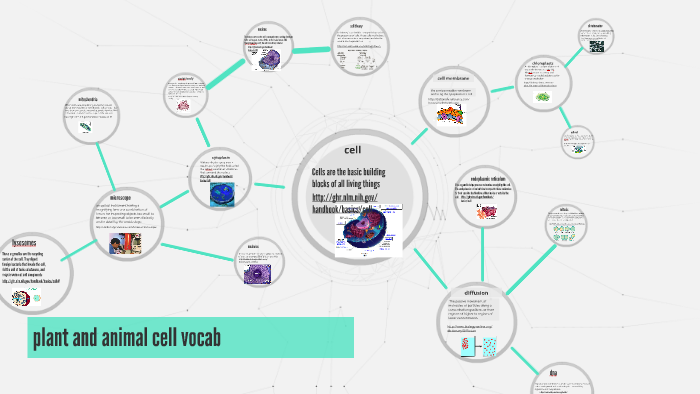 plant and animal cell vocab by edmond flores on Prezi