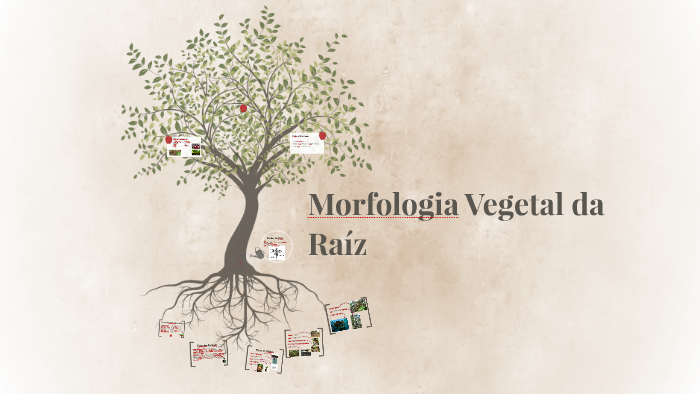 O que é morfologia vegetal by Rafaela Zanni on Prezi