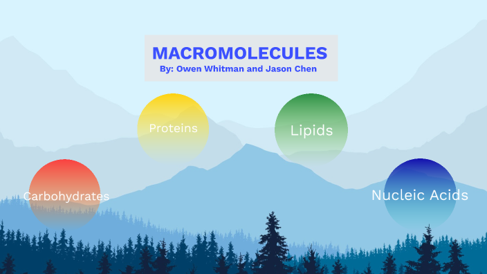 macromolecules of life by Owen Whitman on Prezi