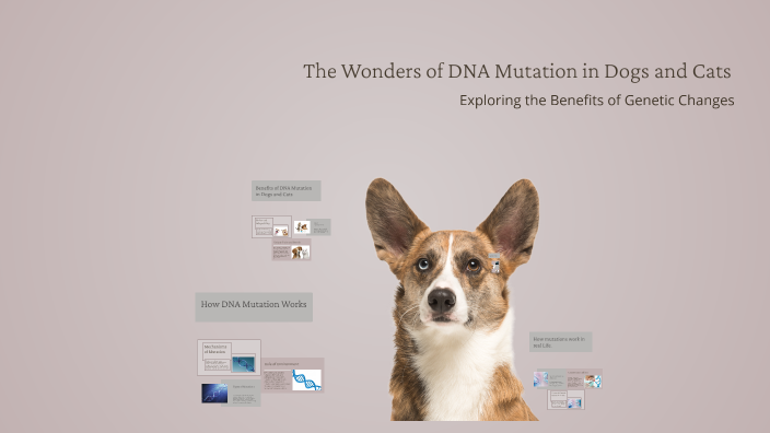 The Wonders of DNA Mutation in Dogs and Cats by Grace Hagen on Prezi