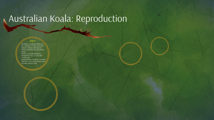 Australian Koala: Reproduction by Olivia Cloumassis on Prezi