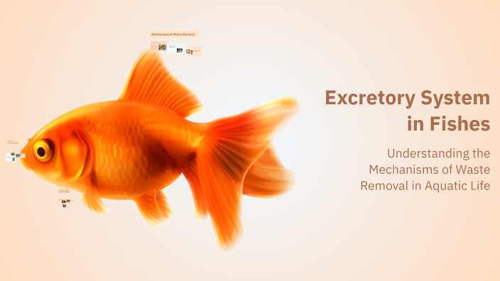 Excretory System in Fishes by Muhammad Shahbaz on Prezi