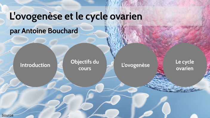 ST - 3e secondaire - Ovogenèse et cycle ovarien by Antoine Bouchard on ...