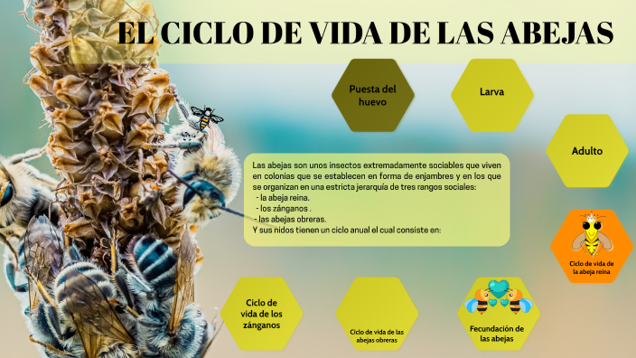 EL CICLO DE LA VIDA DE LAS ABEJAS by Edwin Sanchez Tejerina on Prezi