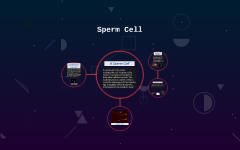 Sperm Cell by Kayla Broady on Prezi