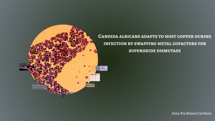 Pathogenicity of Candida albicans: Mechanisms and Implications by Aina ...