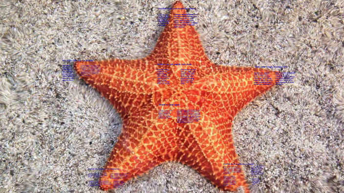 7 Starfish Facts by Daniel Bruggemann Martin on Prezi