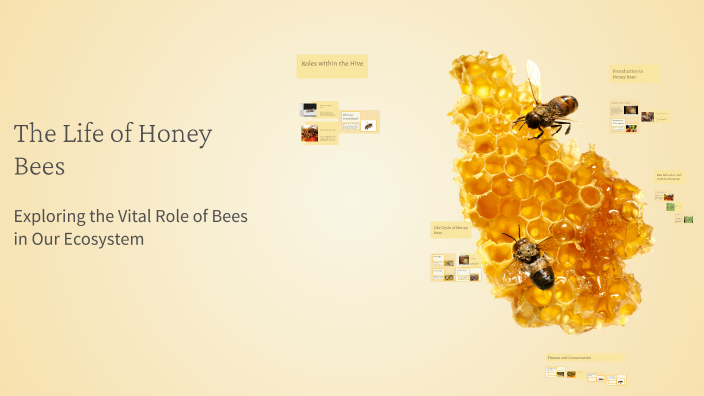 The Life of Honey Bees by DENIZ AZARMAND on Prezi