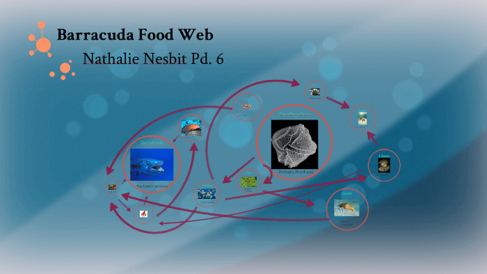 Barracuda Food Web by Nathalie collins on Prezi