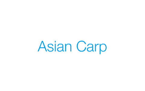 The effects of invasive Asian Carp in the Great Lakes fishing industry ...