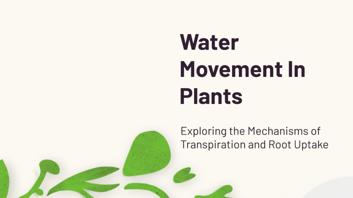 Water Movement In Plants by Сову Pincaro on Prezi