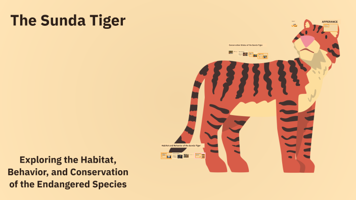 The Sunda Tiger by Ela P. on Prezi