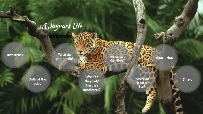 Zayan Momin- Jaguars by Mackenzie Smith on Prezi