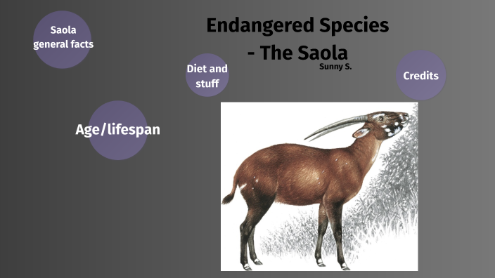 Endangered Species - The Saola by Sunny Sayaboulom on Prezi