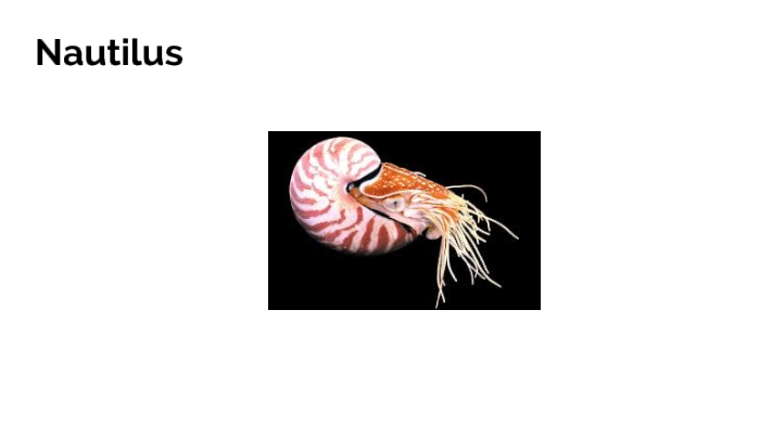 Nautilus by Jaiden Scott on Prezi