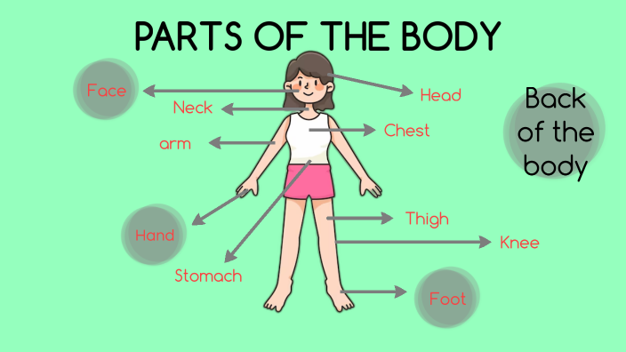 Parts of the body by Laura Fajardo on Prezi