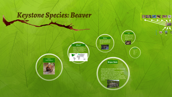 Keystone Species - Beaver by Brooke Hallisey on Prezi