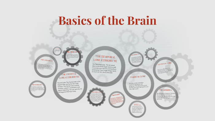 Basics of the Brain by maya larkin on Prezi
