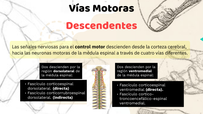 Vías Motoras Descendentes by CAMILA MERCHAN on Prezi