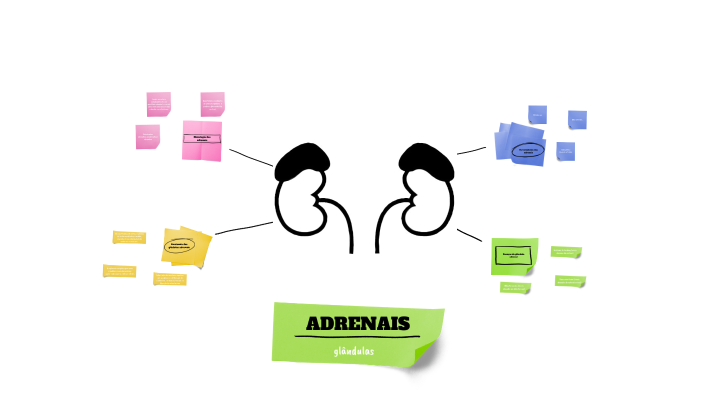 glândulas adrenais by piriri on Prezi