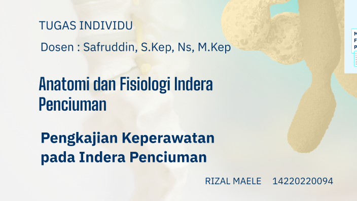 Anatomi dan Fisiologi Indera Penciuman, anatomi fisiologi pengecapan ...