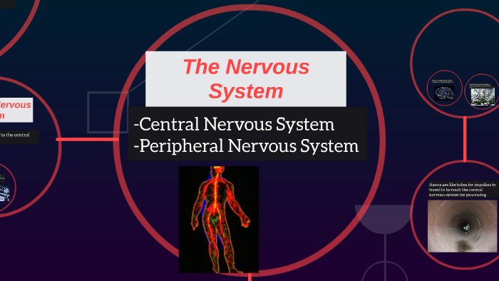 Two Systems Within a System by Devohn Brun on Prezi