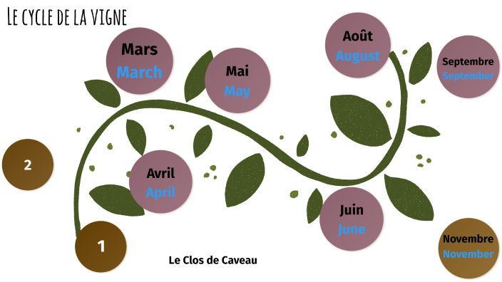 Cycle de la Vigne by Marilou Amoros on Prezi