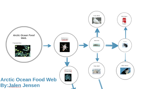 Arctic Ocean Food Web. by jalen jensen on Prezi