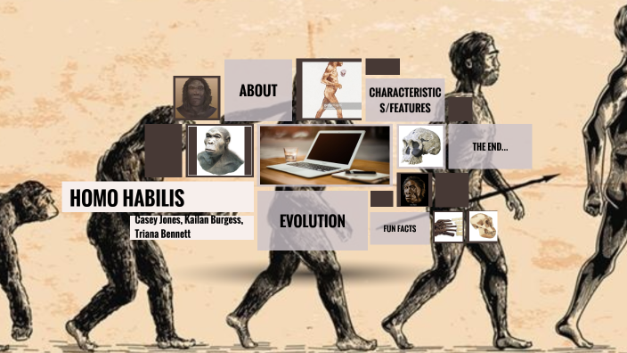 Homo Habilis_Evolution by Kailan Burgess on Prezi