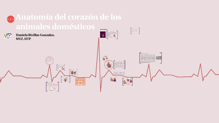 Anatomia del corazon de los animales domesticos by Daniela Rivillas ...