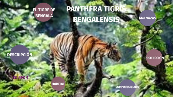 El tigre de bengala by eimy cruz on Prezi