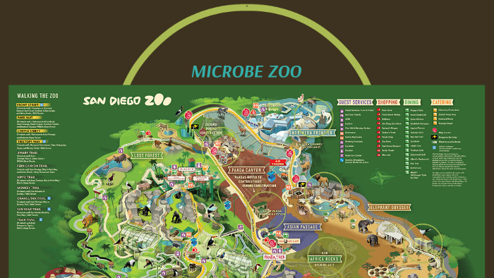 MICROBE ZOO by Tina Hermo on Prezi