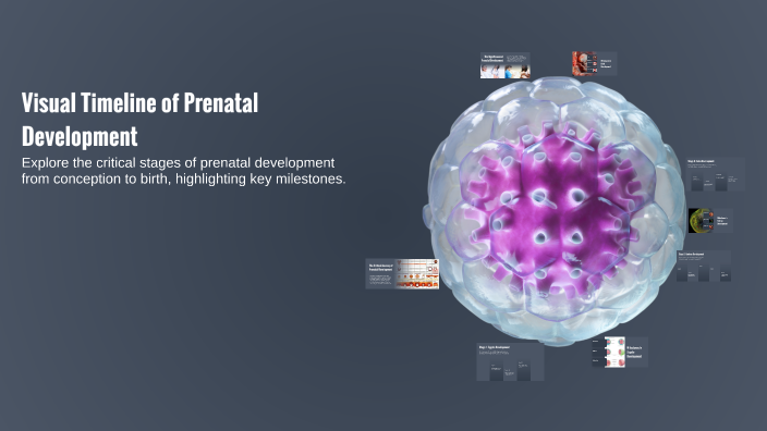 Visual Timeline of Prenatal Development by Neña Saraet on Prezi