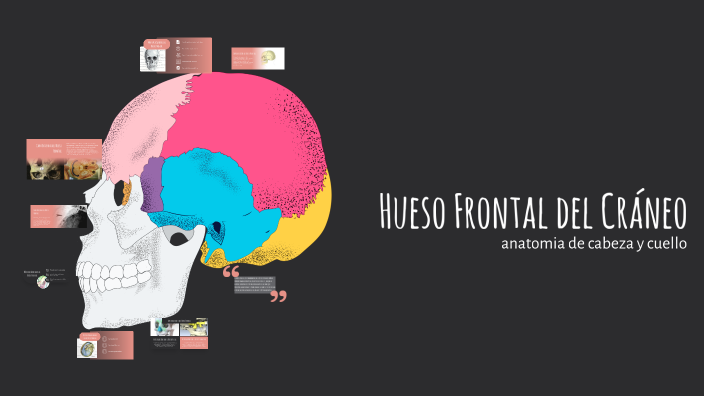 Presentación del Hueso Frontal del Cráneo by XIMENA MILAGROS MATUS ...
