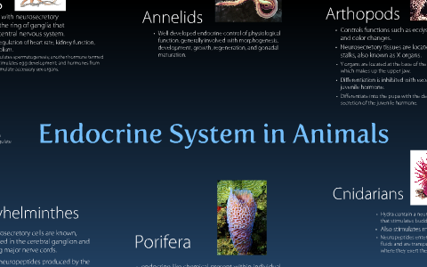 Endocrine System in Lower Class Animals by Charlie Yu on Prezi