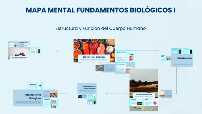 MAPA MENTAL FUNDAMENTOS BIOLÓGICOS I por Francia Elena Vélez Ortega by ...