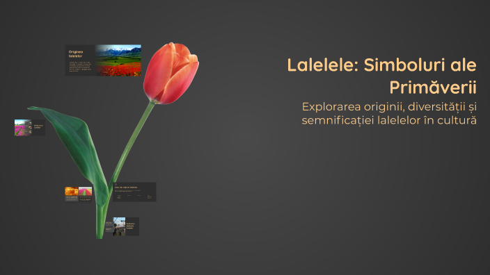 Lalelele: Simboluri ale Primăverii by Csengeri Daniela on Prezi