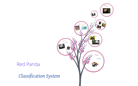 Red Panda's Classification System by Amber Ferrer on Prezi