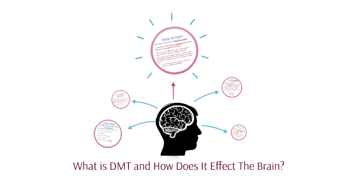 What is DMT and How Does It Effect The Brain? by jackie zhou