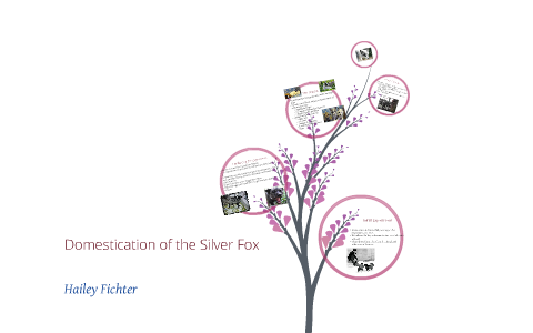 Domestication of Silver Foxes by Hailey Fichter on Prezi