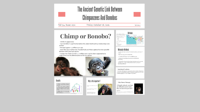 The Ancient Genetic Link Between Chimpanzees And Bonobos by Lynsey ...