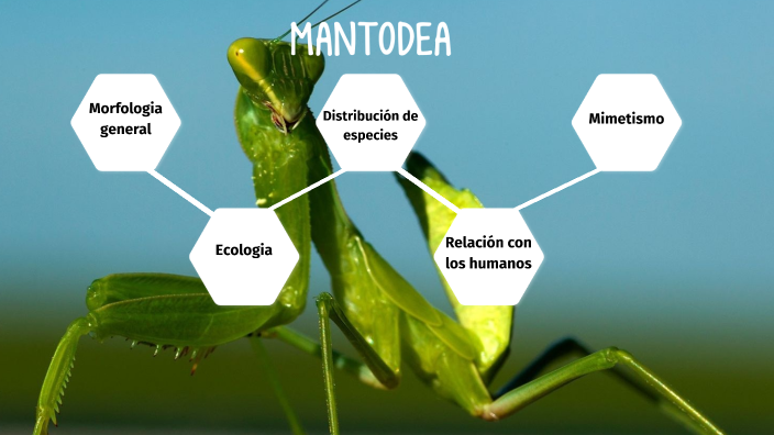 MANTODEA by juan pablo soto on Prezi