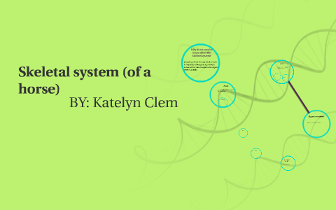 Skeletal system (of a horse) by Katelyn Clem on Prezi