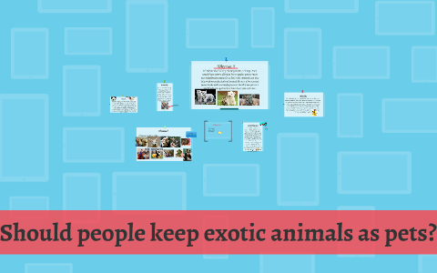 Should people keep exotic animals as pets? by Shakshi Deo on Prezi