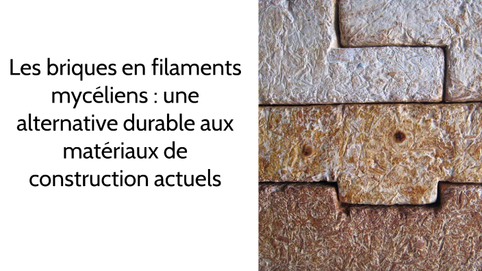 Les briques en filaments mycéliens : une alternative durable aux ...