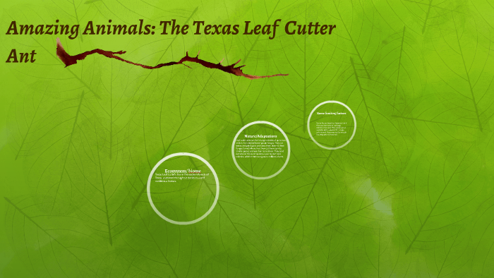 Amazing Animals: The Texas Leaf Cutter Ant by benjamin boardman on Prezi