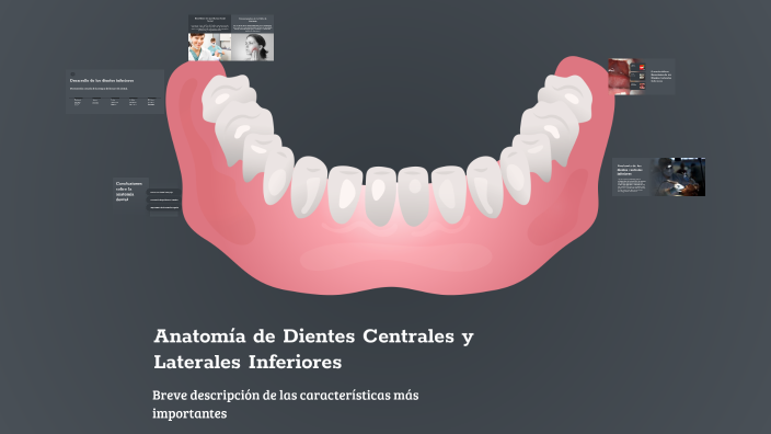 Anatomía de Dientes Centrales y Laterales Inferiores by Jenny Ortega on ...