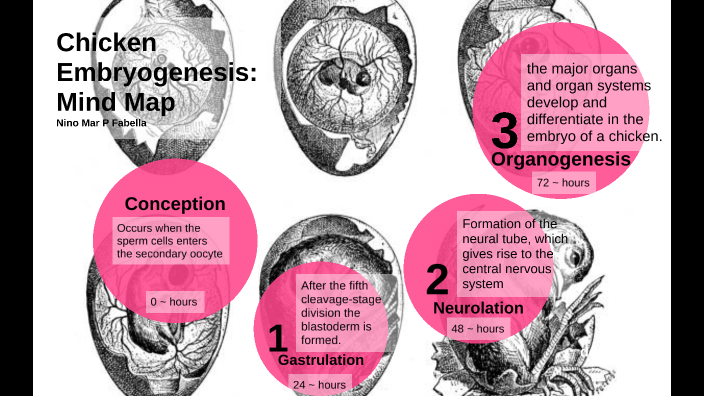 Chicken Embryogenesis:Mind Map by Nino Mar Fabella on Prezi